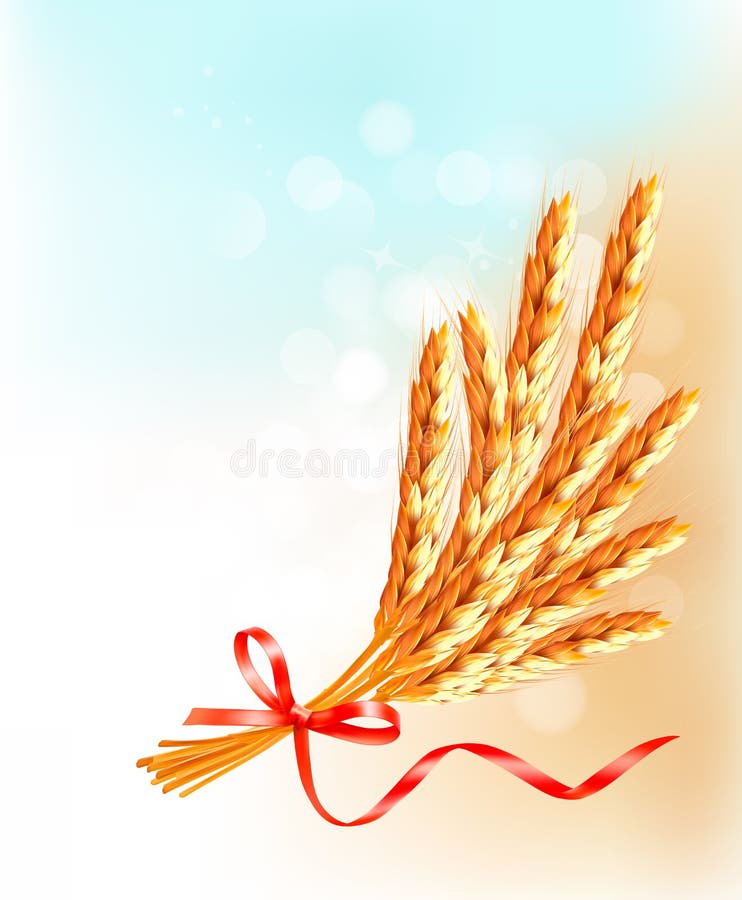 Ears of Wheat with Red Ribbon. Stock Vector - Illustration of grain ...