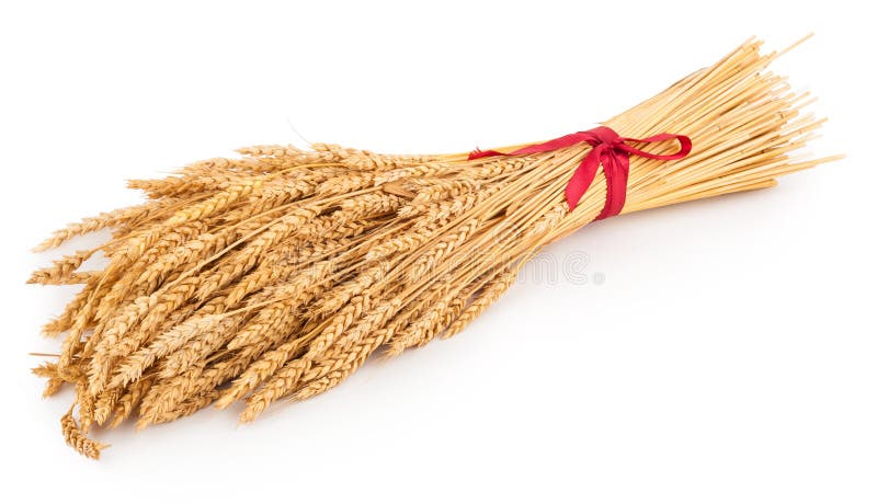 Ears of Wheat Tied with Red Ribbon Stock Image - Image of farm, ribbon ...