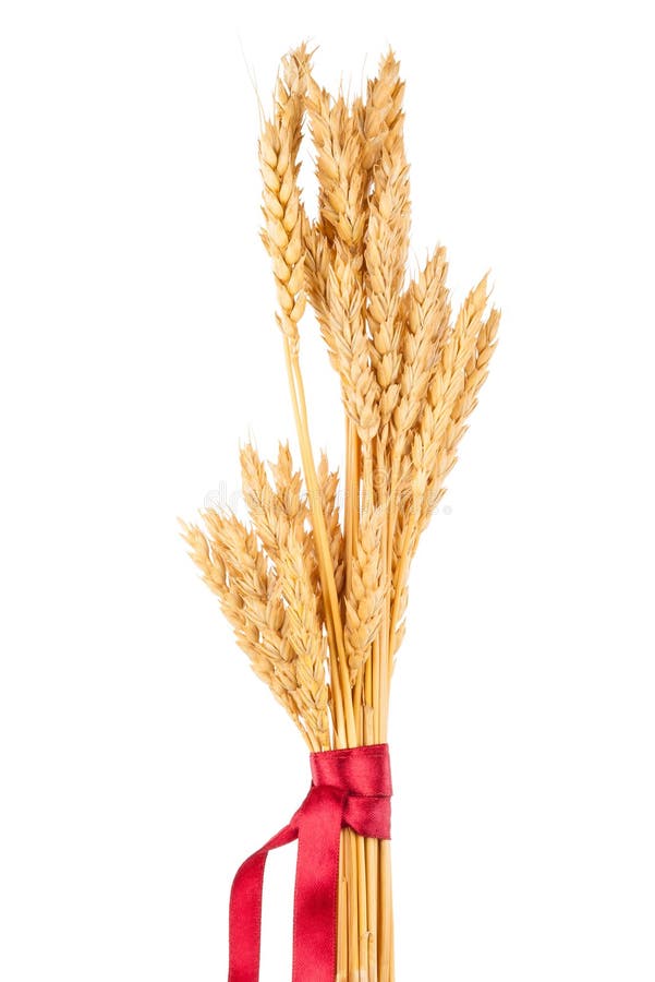 Ears of Wheat Tied with Red Ribbon Stock Photo - Image of isolated ...
