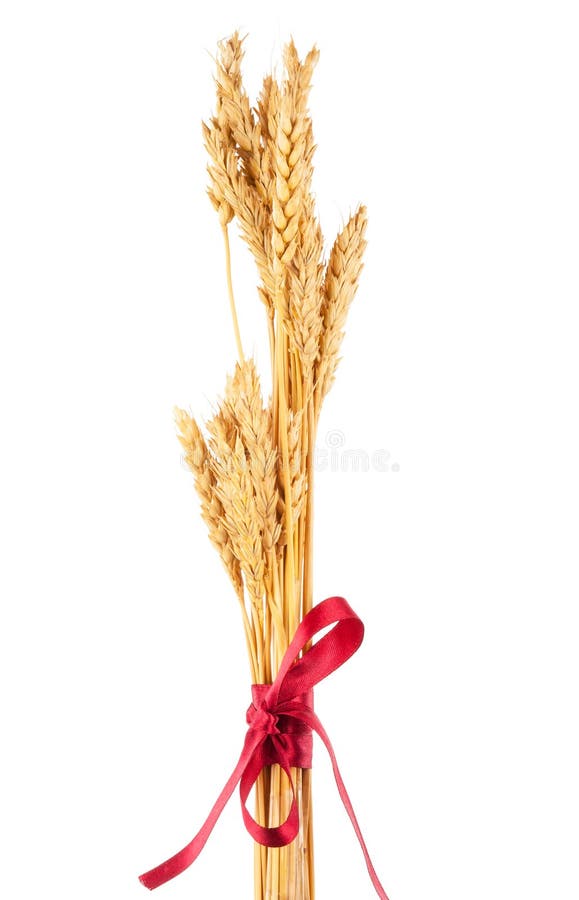 Ears of Wheat Tied with Red Ribbon Stock Image - Image of seed, farm ...