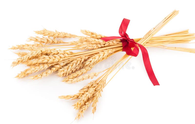 Ears of Wheat Tied with Red Ribbon Stock Photo - Image of corn, natural ...