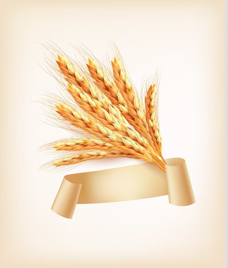 Ears of Wheat. Vector Illustration. Stock Vector - Illustration of icon ...