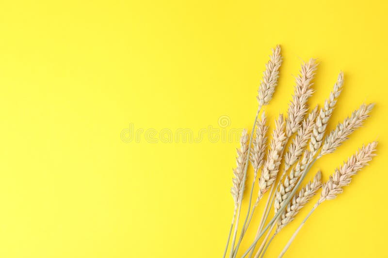 Ears of Wheat on Yellow Background, Top View. Space for Text Stock ...