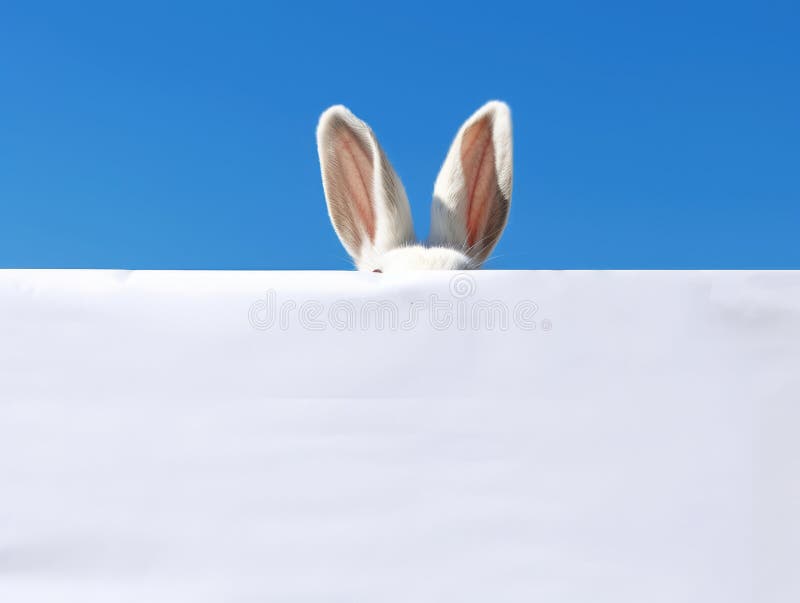Ears of a White Rabbit Stick Out from Behind a White Wall Stock ...