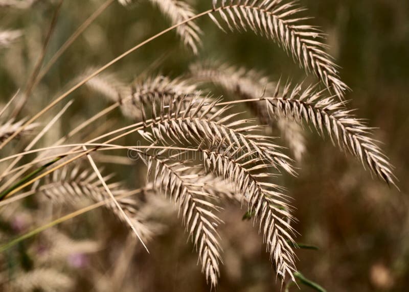 Ears of wild wheat stock photo. Image of wheat, light - 10663044