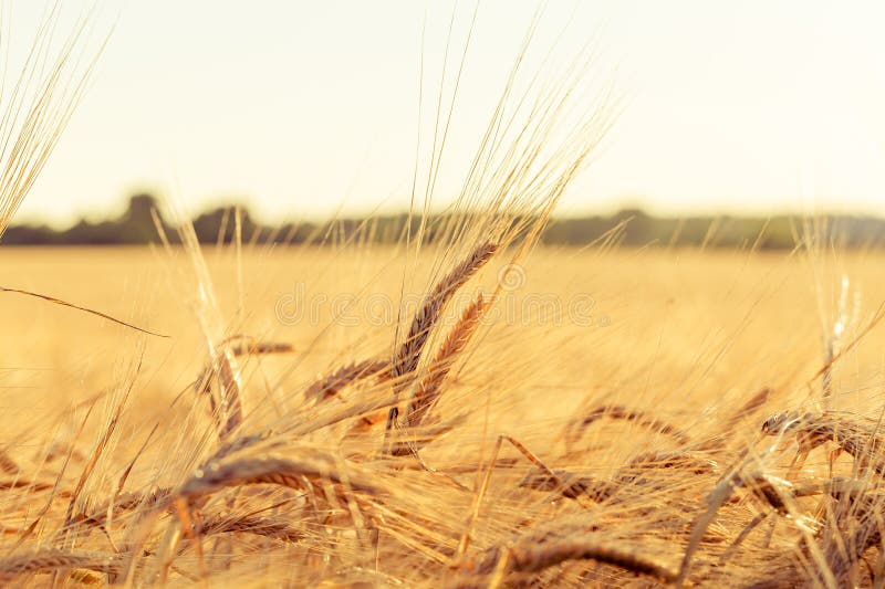 Ears of yellow wheat field stock photo. Image of agriculture - 275608878