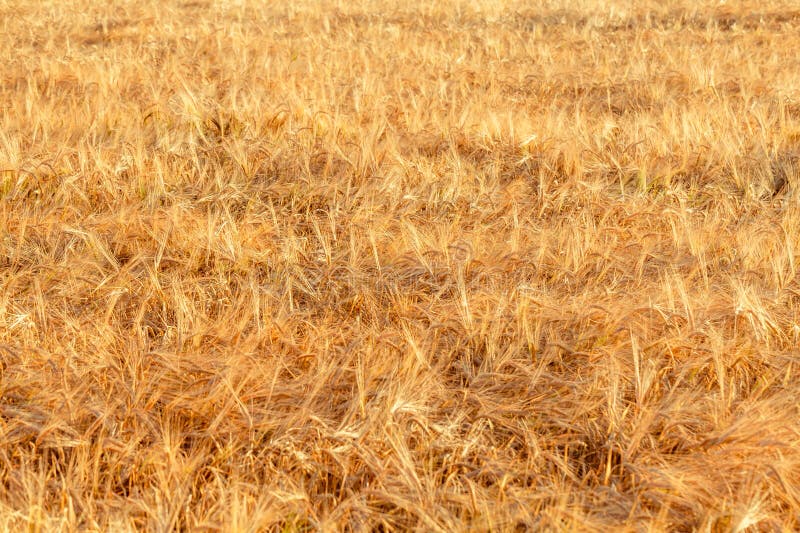 Ears of yellow wheat field stock photo. Image of growth - 275608886