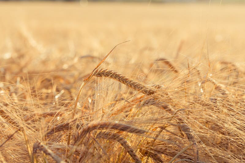 Ears of yellow wheat field stock image. Image of evening - 276874847