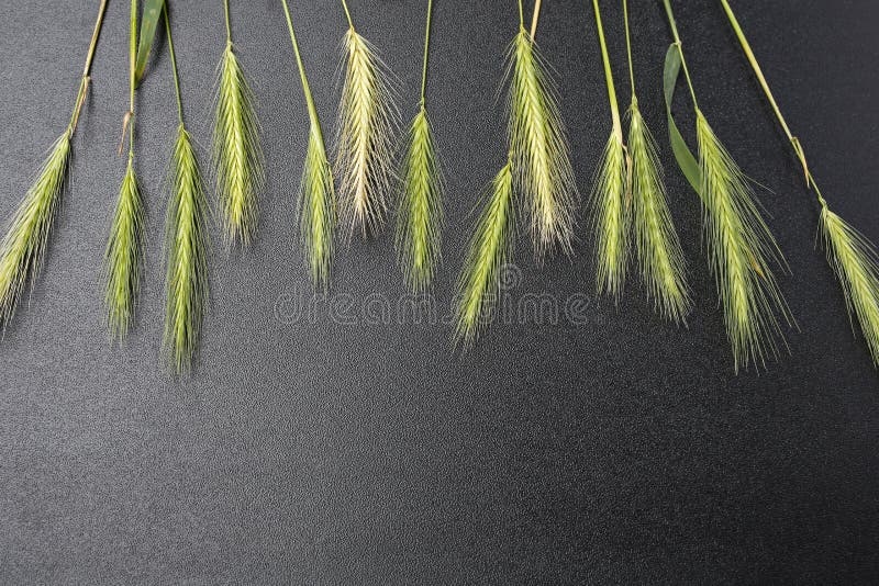 Ears of young rye on black stock image. Image of background - 188155773