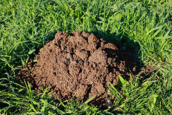 48+ Dug earth Free Stock Photos - StockFreeImages