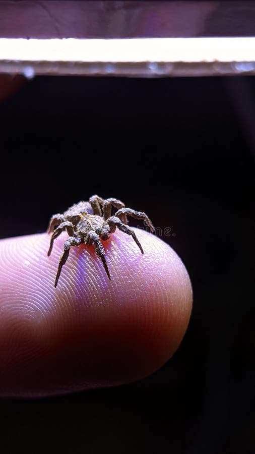 Earth-colored Jumping Spider Stock Photo - Image of earth, wildlife ...