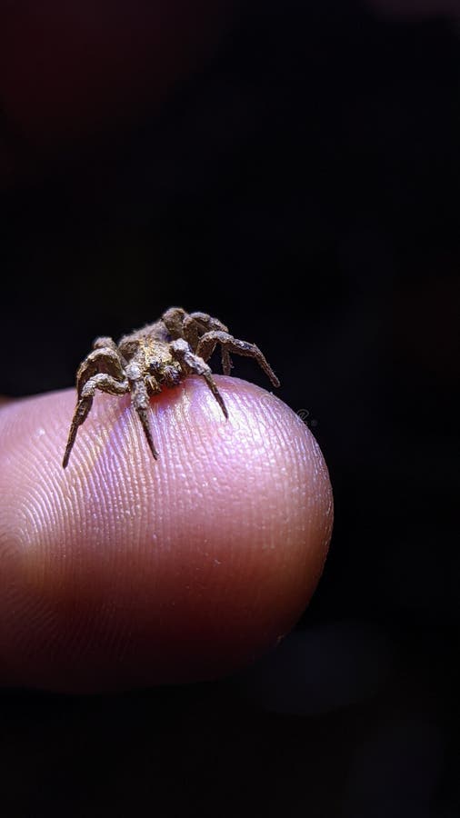 Earth-colored Jumping Spider Stock Image - Image of biology, jumper ...