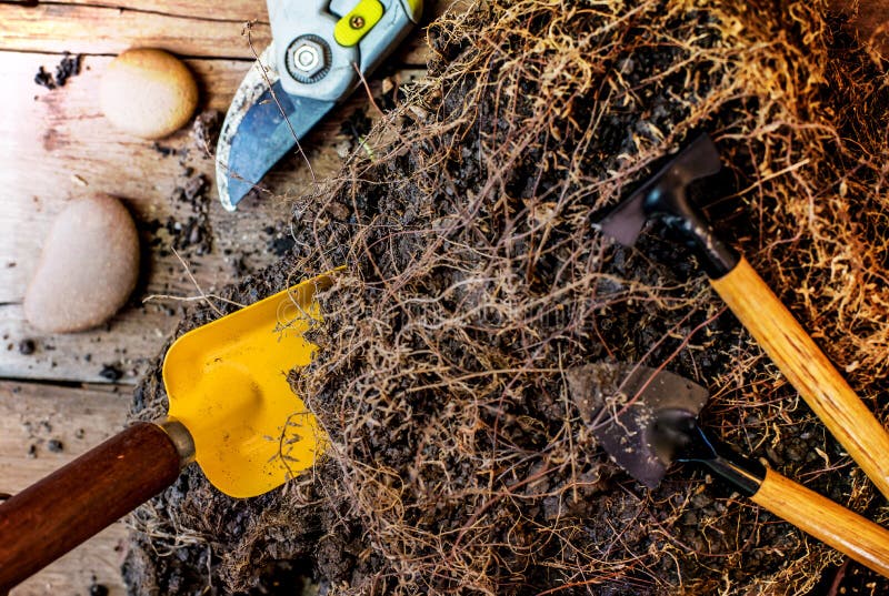 Earth day and Arbor day stock image. Image of seed, work - 69917179