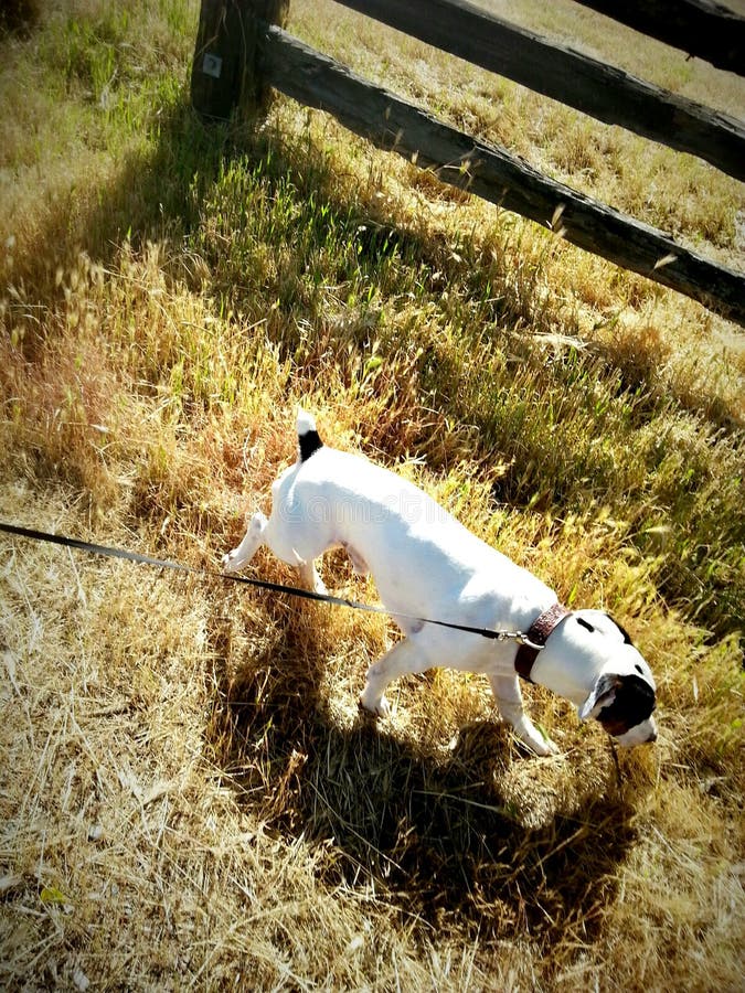 Earth Dog stock image. Image of terrier, earth, small - 55637187