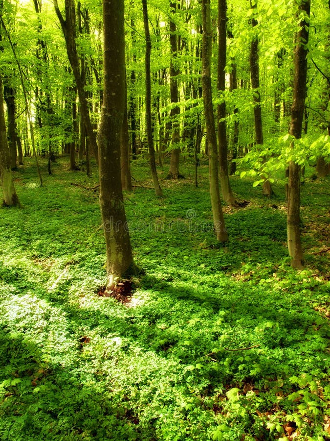 Earth, Environment and Forest with Trees in Summer for Conservation or ...