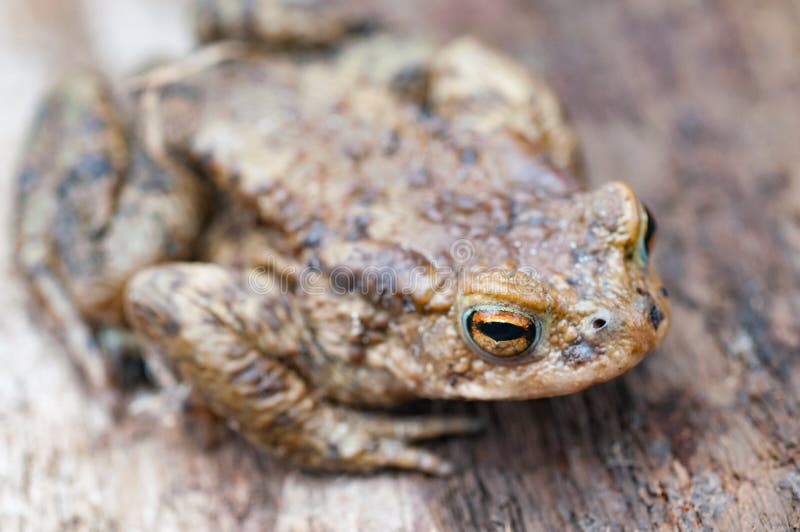 Earth Frog stock photo. Image of excellent, calendars - 99476374