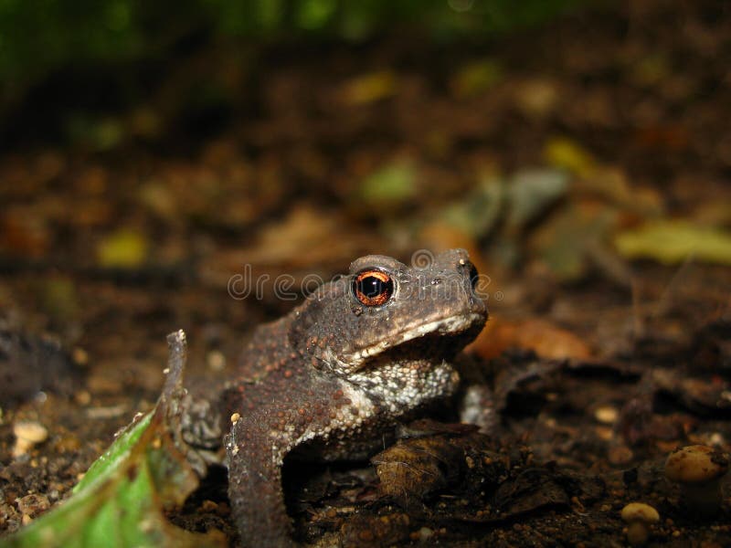 Earth Frog stock photo. Image of excellent, calendars - 99476374