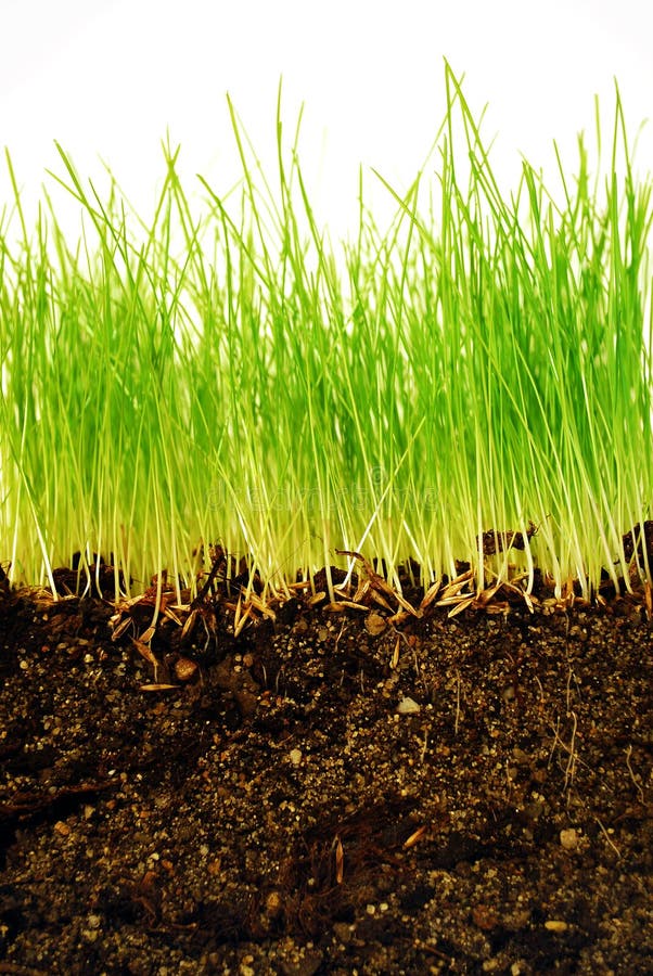 Earth and grass stock photo. Image of nature, recycle - 13156278