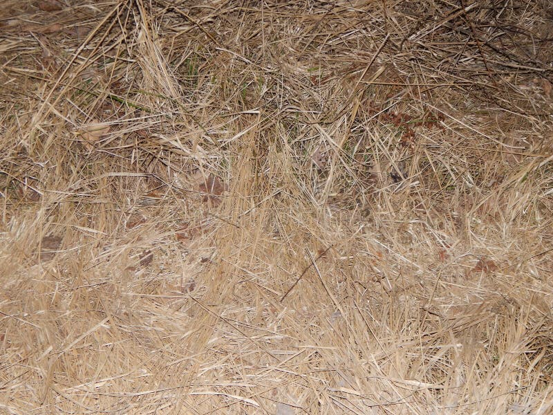 Earth and grass texture stock image. Image of plant - 144437133