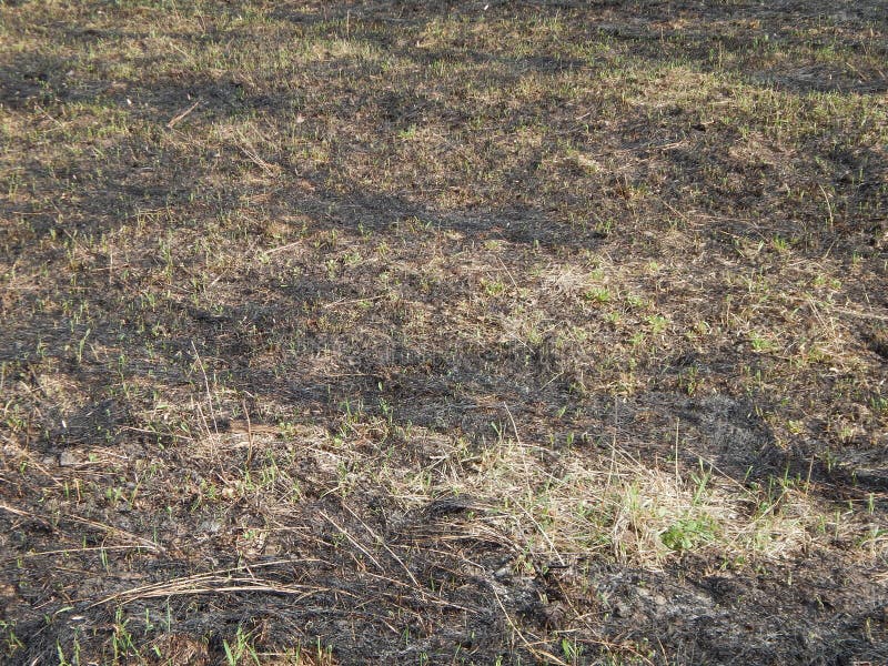 Earth and grass texture stock photo. Image of nature - 144437138