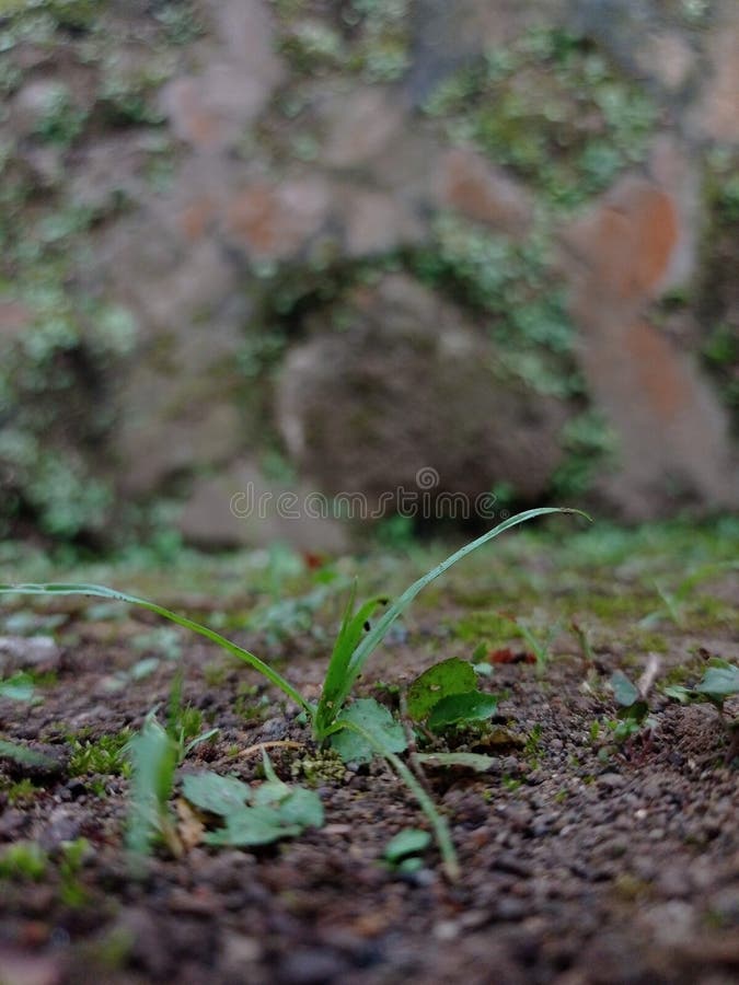 Earth Life on the Little Space Stock Photo - Image of little, earth ...