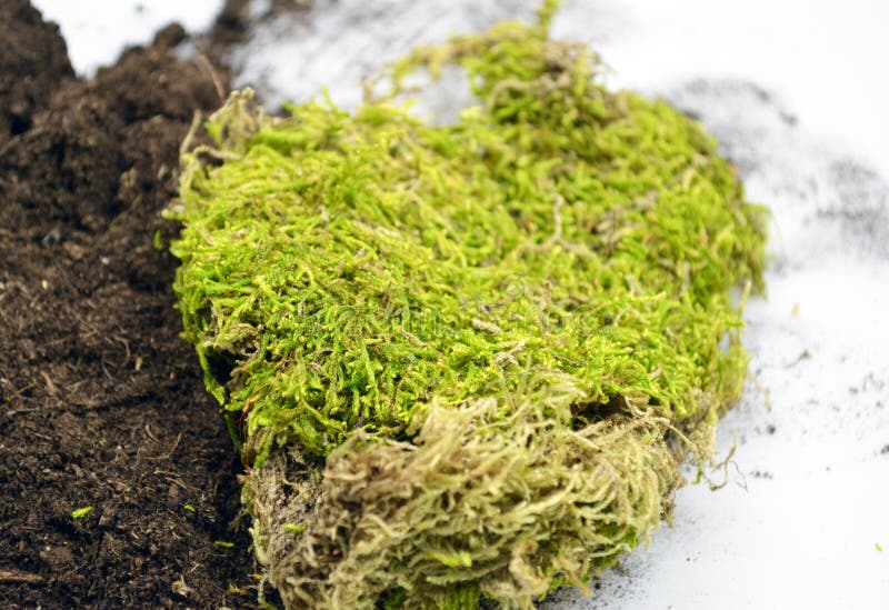 Earth Piece of Soil with Moss. Stock Photo - Image of environment ...