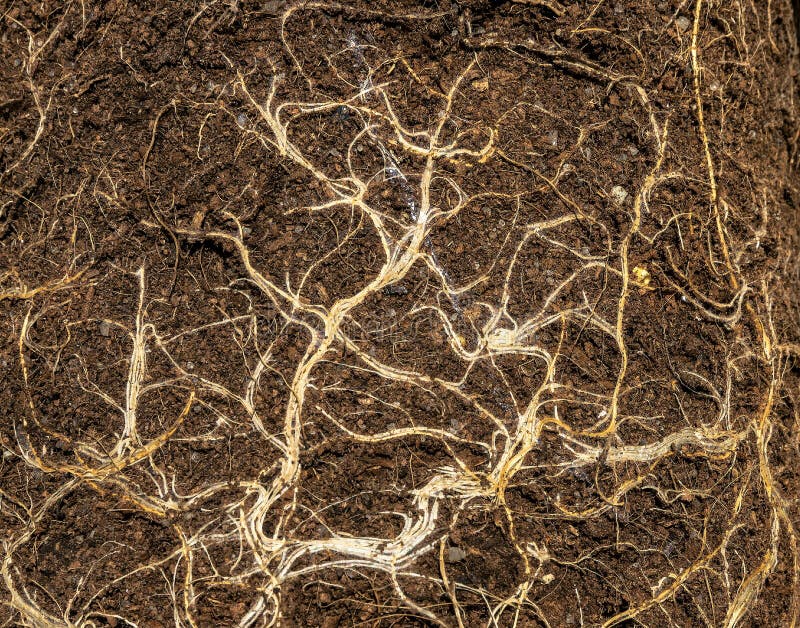 Earth Pots Bare Dried Roots Seedlings Texture Background Stock Photos ...