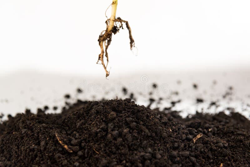 Earth Receiving Root, Earth Day Concept Stock Image - Image of planting ...