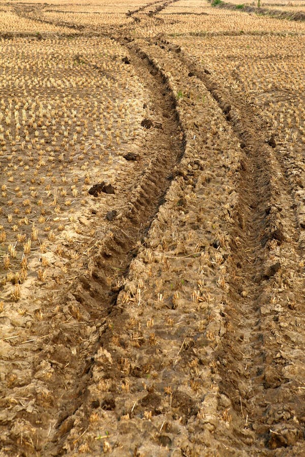 Earth Road Across the Field in the Evening Stock Image - Image of brown ...