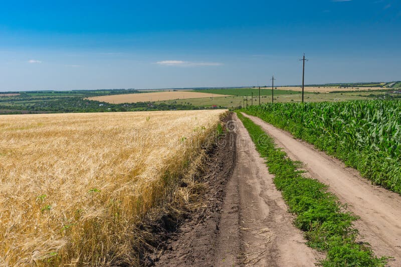 Earth Road among Maize and Wheat Agricultural Fields Stock Image ...