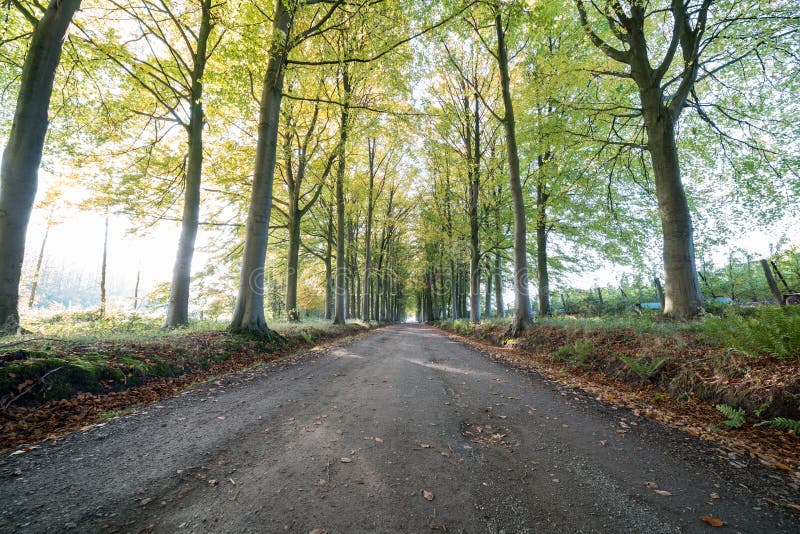 Earth Road with Rows of Trees Stock Photo - Image of front, boundary ...