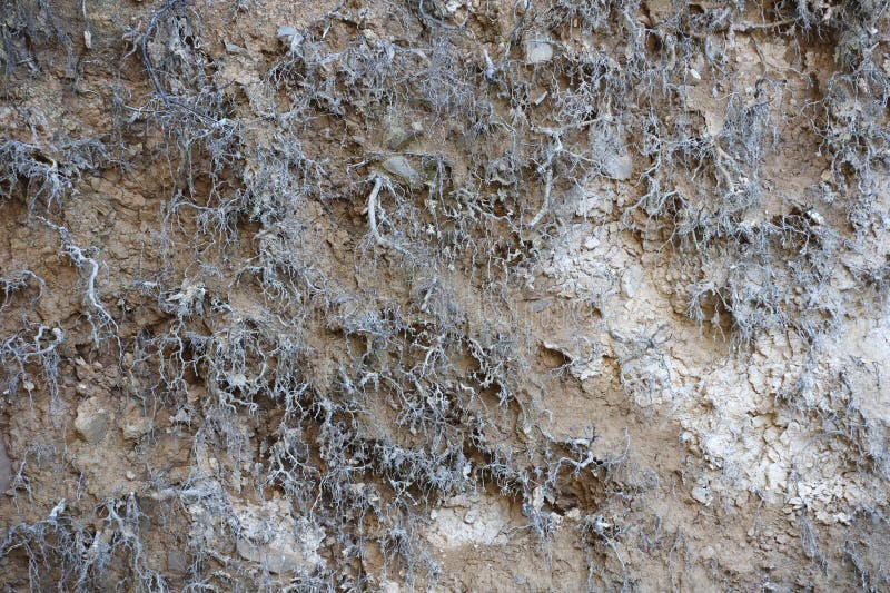 Earth Section with Different Layers of Soil, Rocks and Plant Roots ...