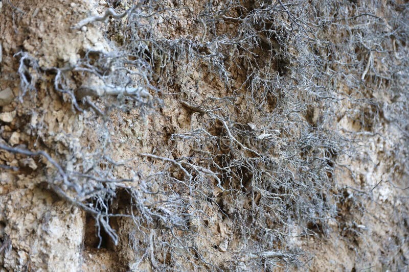 Earth Section with Different Layers of Soil, Rocks and Plant Roots ...