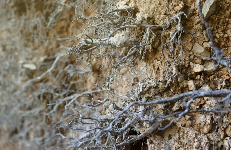 Earth Section with Different Layers of Soil, Rocks and Plant Roots ...