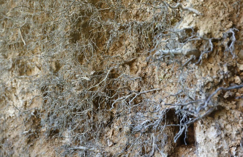 Earth Section with Different Layers of Soil, Rocks and Plant Roots ...