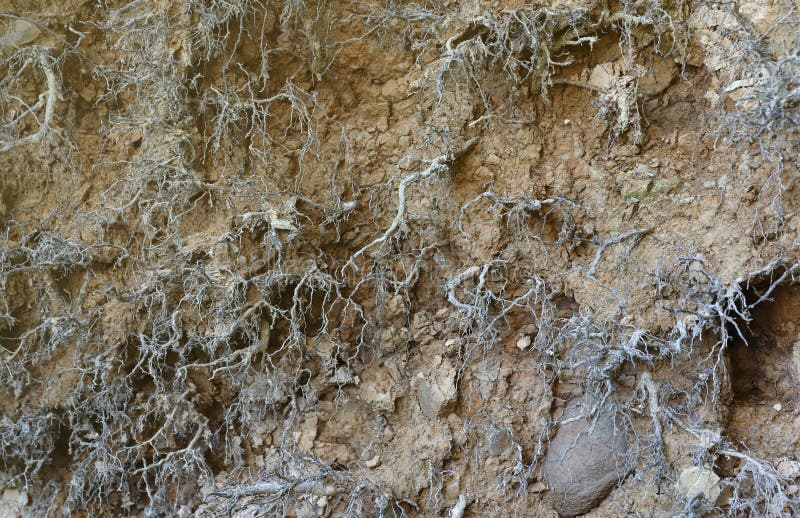 Earth Section with Different Layers of Soil, Rocks and Plant Roots ...
