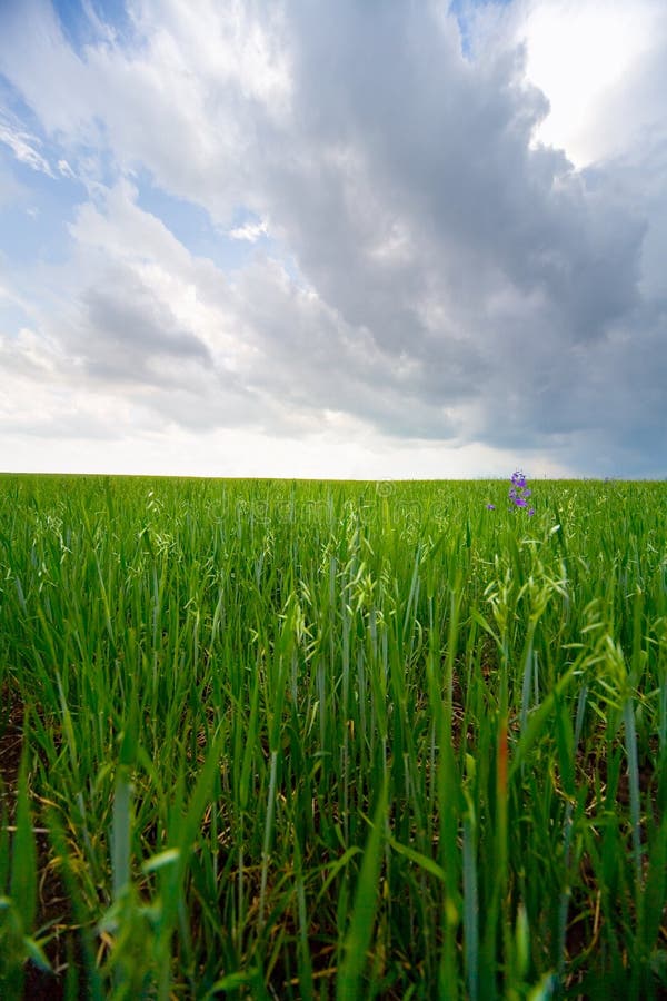 Earth & sky: grass stock image. Image of green, blue - 4266359