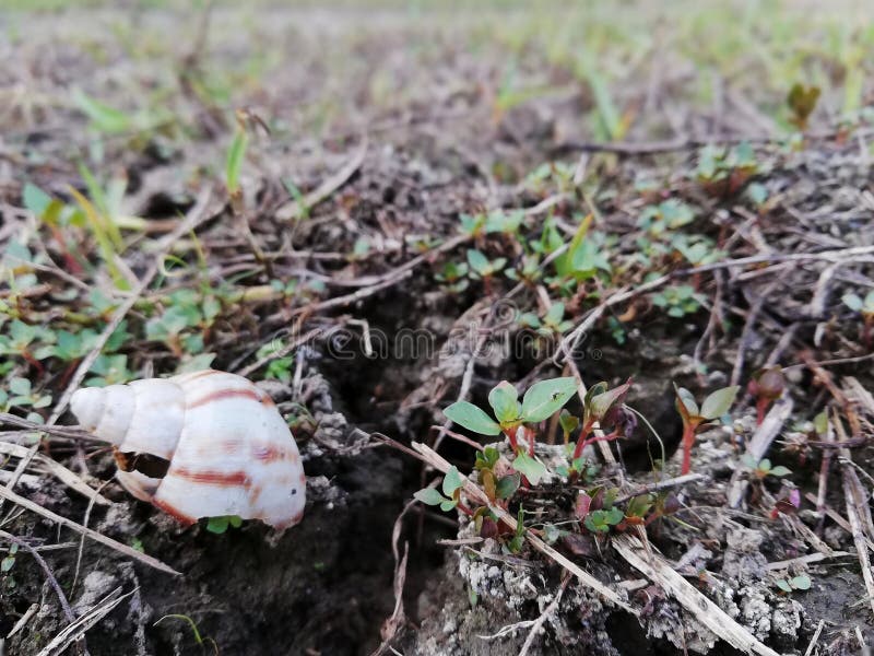 Empty shell stock image. Image of earth, soil, shell - 124707247
