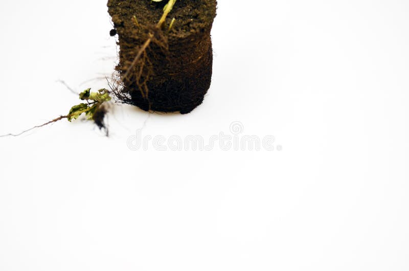 Earth Soil and Roots Isolated Stock Image - Image of seedling, empty ...