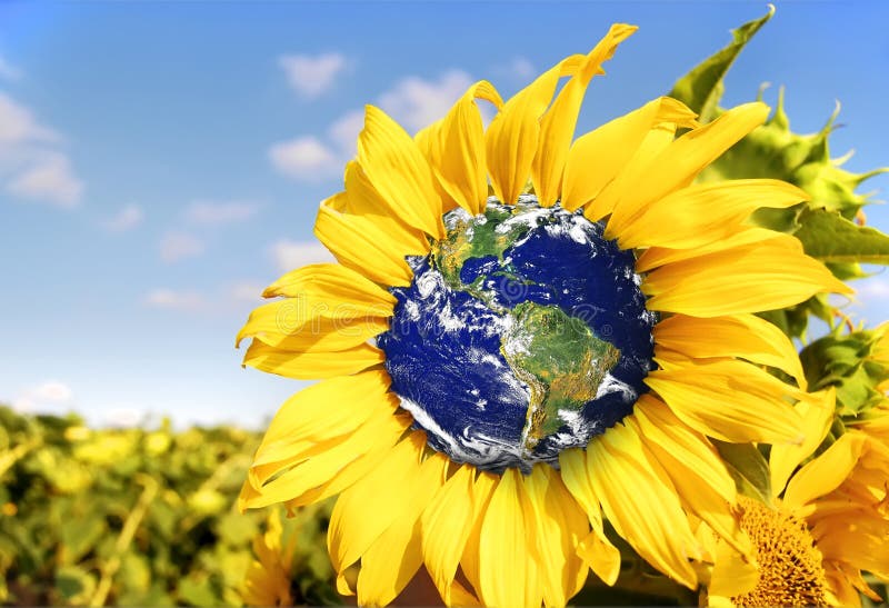 Earth in spring sunflower. stock image. Image of natural - 18807387