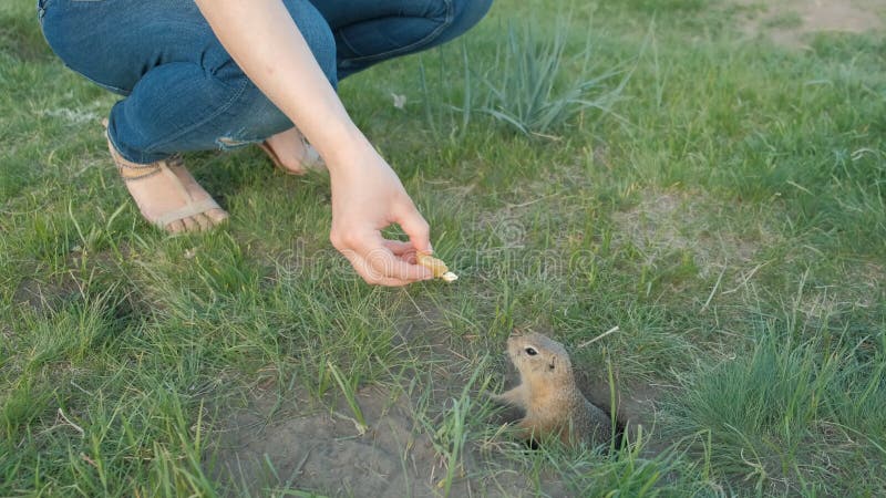Earth Squirrel Eats from the Hands of a Tourist. Stock Footage - Video ...