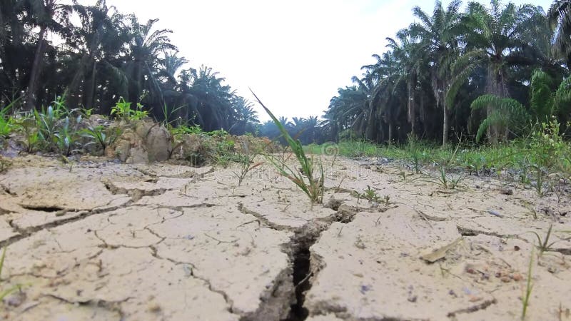The Earth Surface Field Soil Drying and Cracking. Stock Video - Video ...