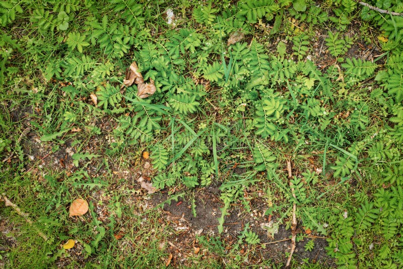 Earth texture with grass stock image. Image of design - 153320735