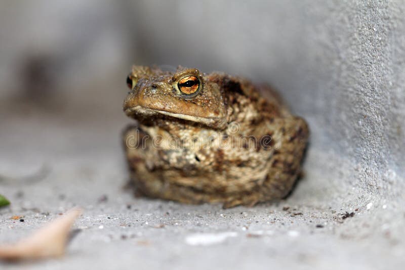 Earth Toad in Spring on the Amphibious Walk Stock Photo - Image of ...