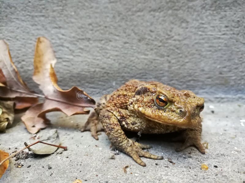 Earth Toad in Spring on the Amphibious Walk Stock Photo - Image of hike ...