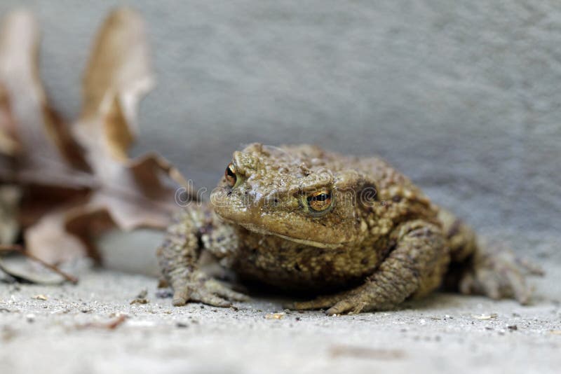 Earth Toad in Spring on the Amphibious Walk Stock Image - Image of ...