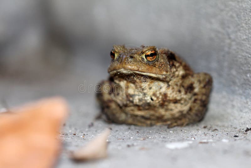 Earth Toad in Spring on the Amphibious Walk Stock Photo - Image of ...