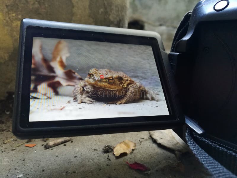 Earth Toad in Spring on the Amphibious Walk Stock Image - Image of ...