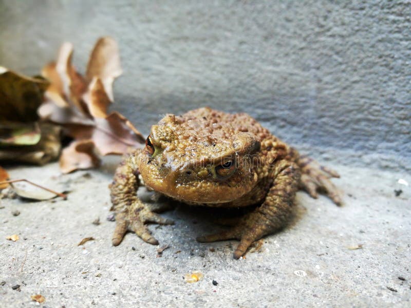 Earth Toad in Spring on the Amphibious Walk Stock Photo - Image of ...