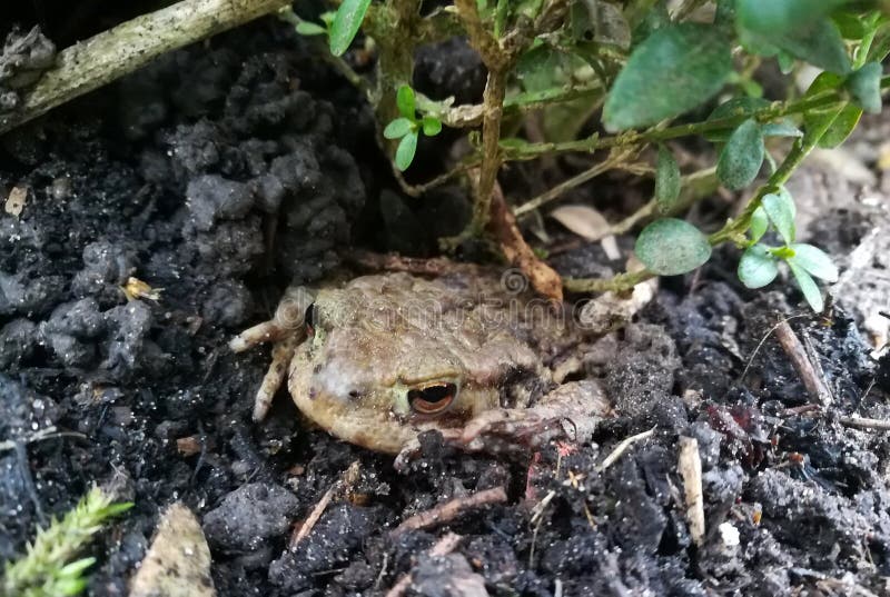 Earth Toad in Spring on the Amphibious Walk Stock Photo - Image of walk ...